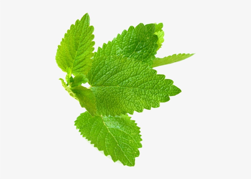 Mint Png File - Lemon Balm Png - Free Transparent PNG Download - PNGkey