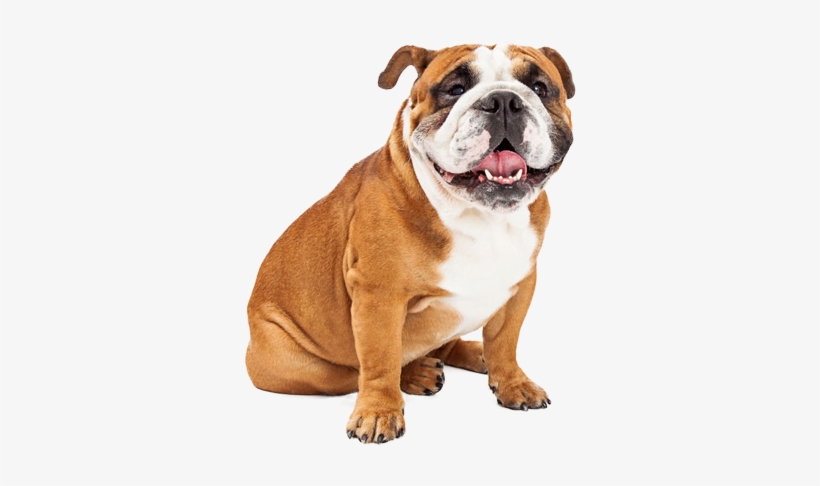 Bulldog - Prime Bulldog - Free Transparent PNG Download - PNGkey