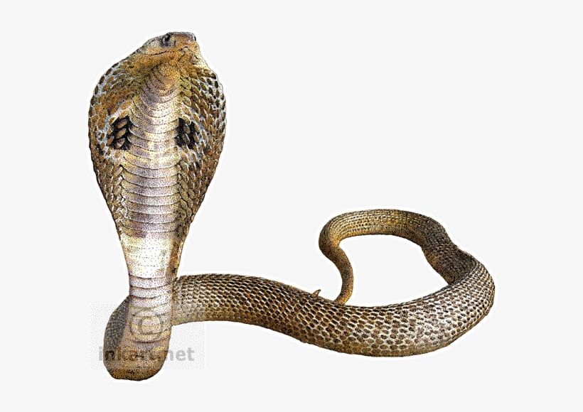King Cobra Transparent Png - King Cobra No Background - Free ...
