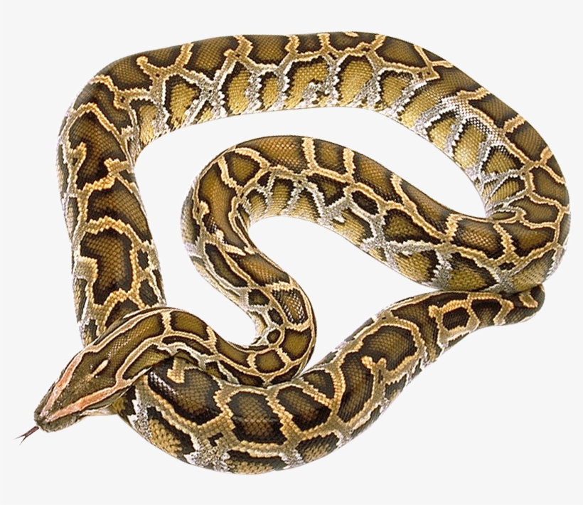 Snake Transparent Background - Free Transparent PNG Download - PNGkey