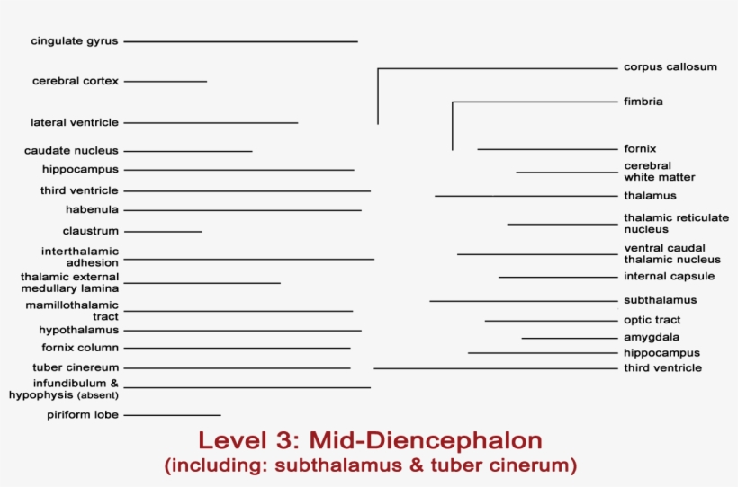 Amygdala Png - Free Transparent PNG Download - PNGkey