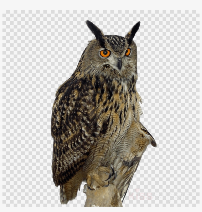 Owl Png Clipart Owl Clip Art - Free Transparent PNG Download - PNGkey