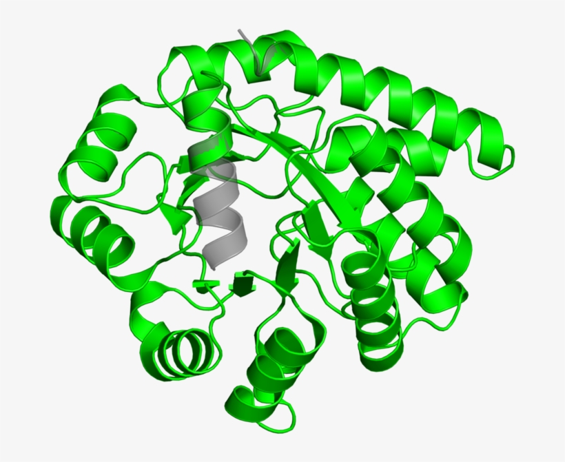 Alpha Symbol Png - Free Transparent PNG Download - PNGkey