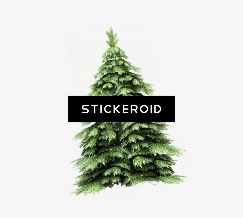 Fir-tree - Free Transparent PNG Download - PNGkey