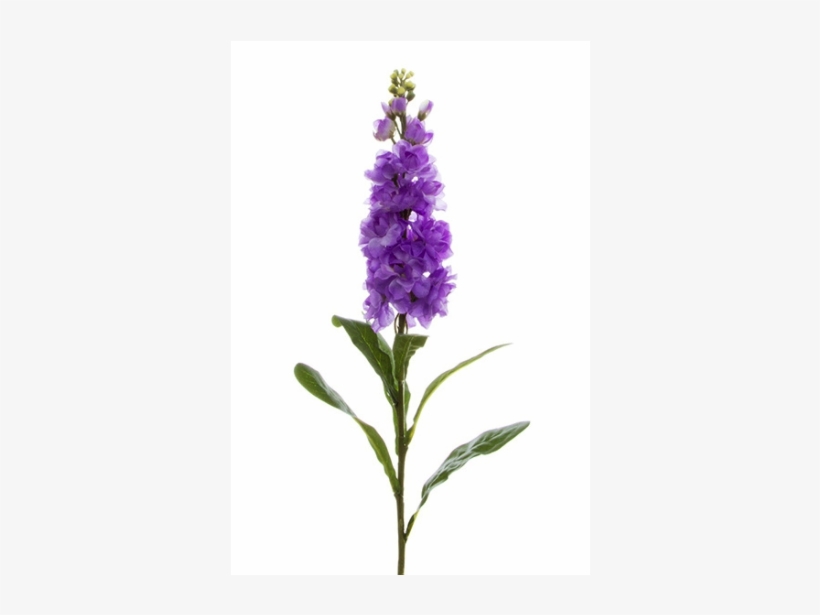 Flower Stem Png - Free Transparent PNG Download - PNGkey