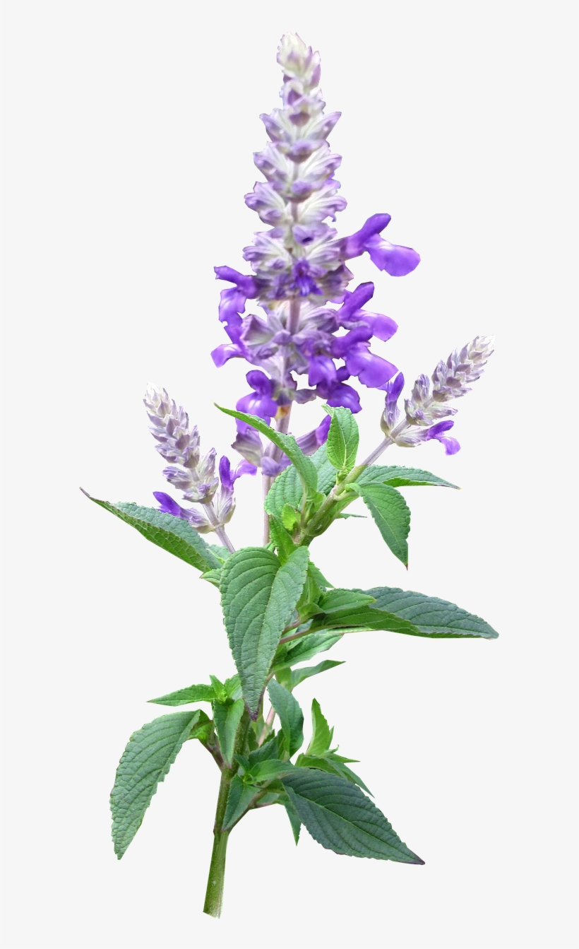 Flower Stem Purple - Free Transparent PNG Download - PNGkey