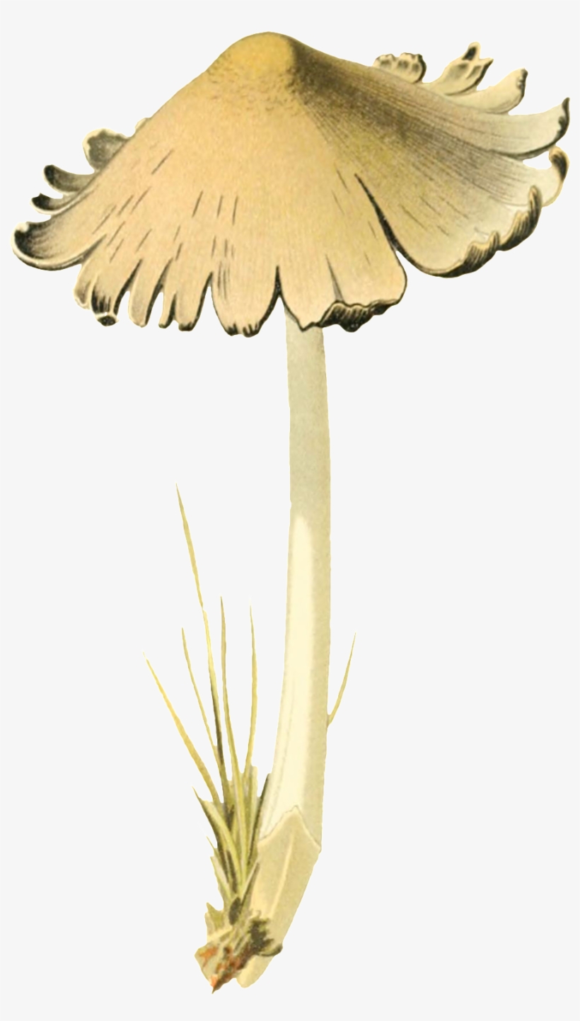 Dibujos Pintados A Mano Transparente Png Decorativo - Free Transparent ...