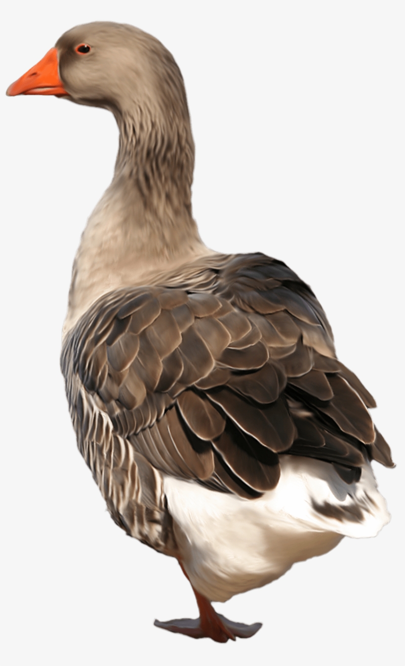 Goose - Free Transparent PNG Download - PNGkey