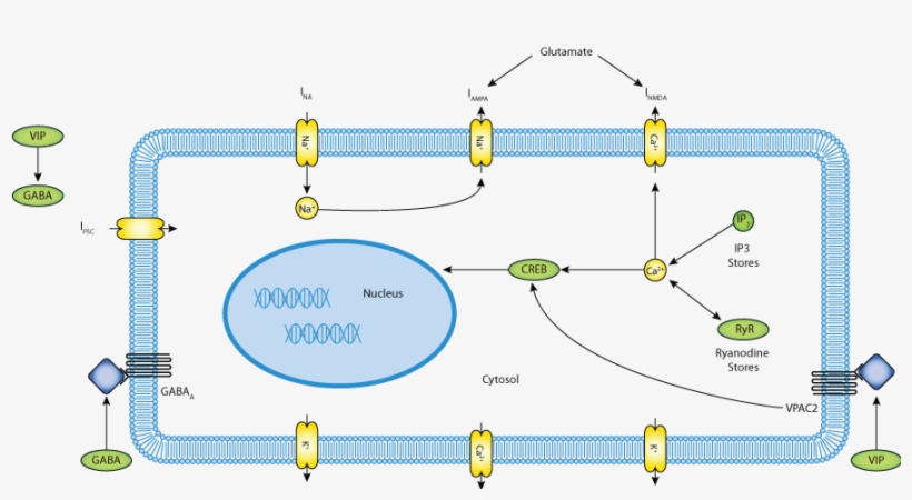 Schematic Representation Of The Scn Neuron Model - Free Transparent PNG ...