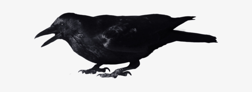 Crow Flying Png - Crow With Transparent Background - Free Transparent ...