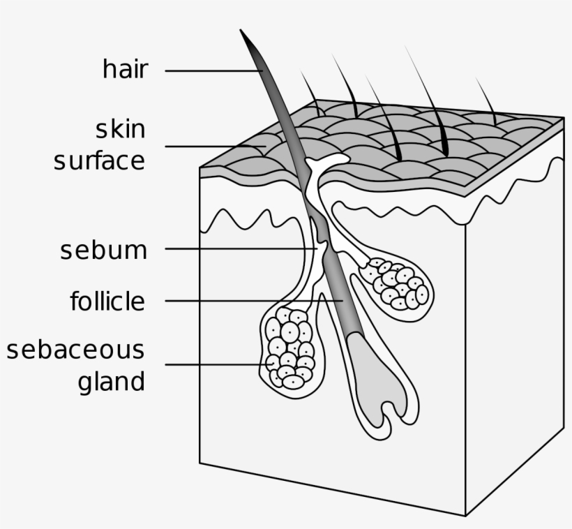 Sebaceous Gland - Free Transparent PNG Download - PNGkey