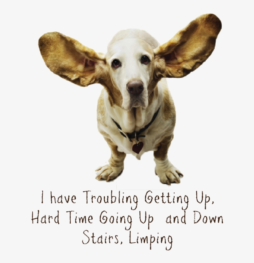 Dog Senior - Free Transparent PNG Download - PNGkey