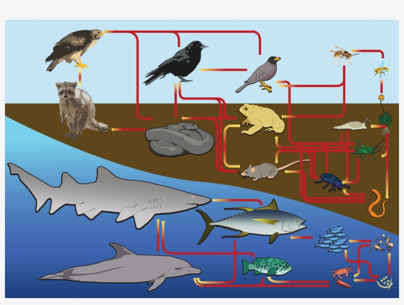 Wikimedia Commons - Free Transparent PNG Download - PNGkey