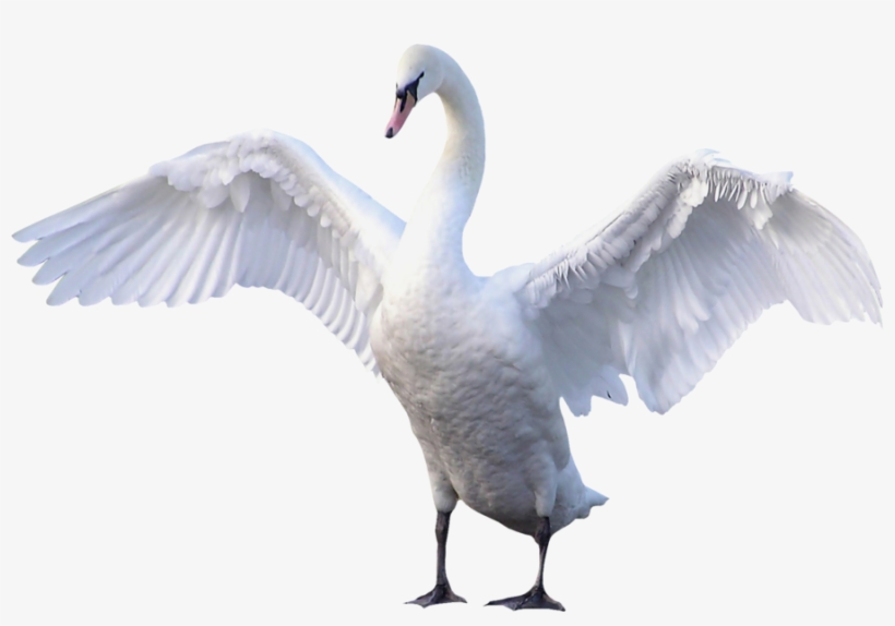Swan Transparent - Free Transparent PNG Download - PNGkey