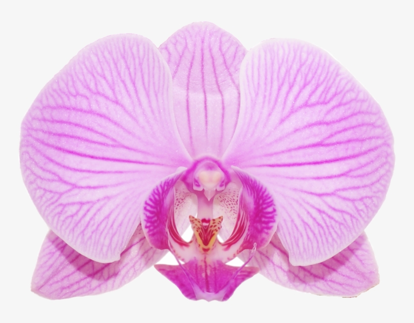 Alexa Christian Archive - Free Transparent PNG Download - PNGkey