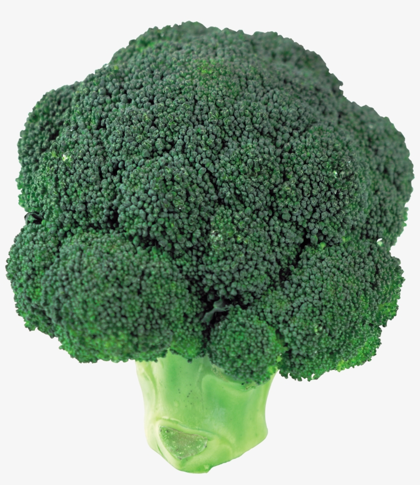 Transparent Broccoli - Free Transparent PNG Download - PNGkey