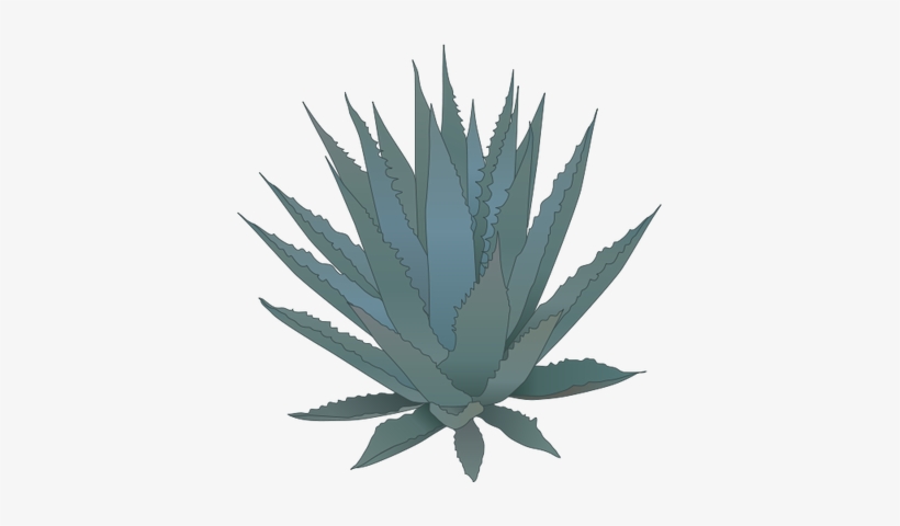 Agave - Agave Vector Png - Free Transparent PNG Download - PNGkey