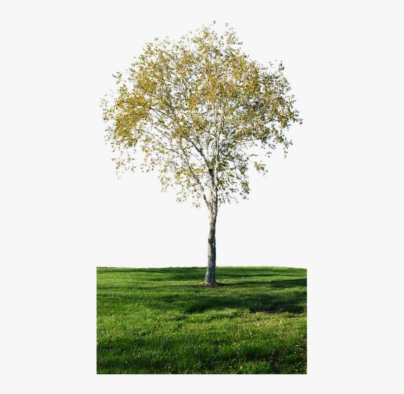 Tree With No Background, Grass, Landscape, Green - Free Transparent PNG ...