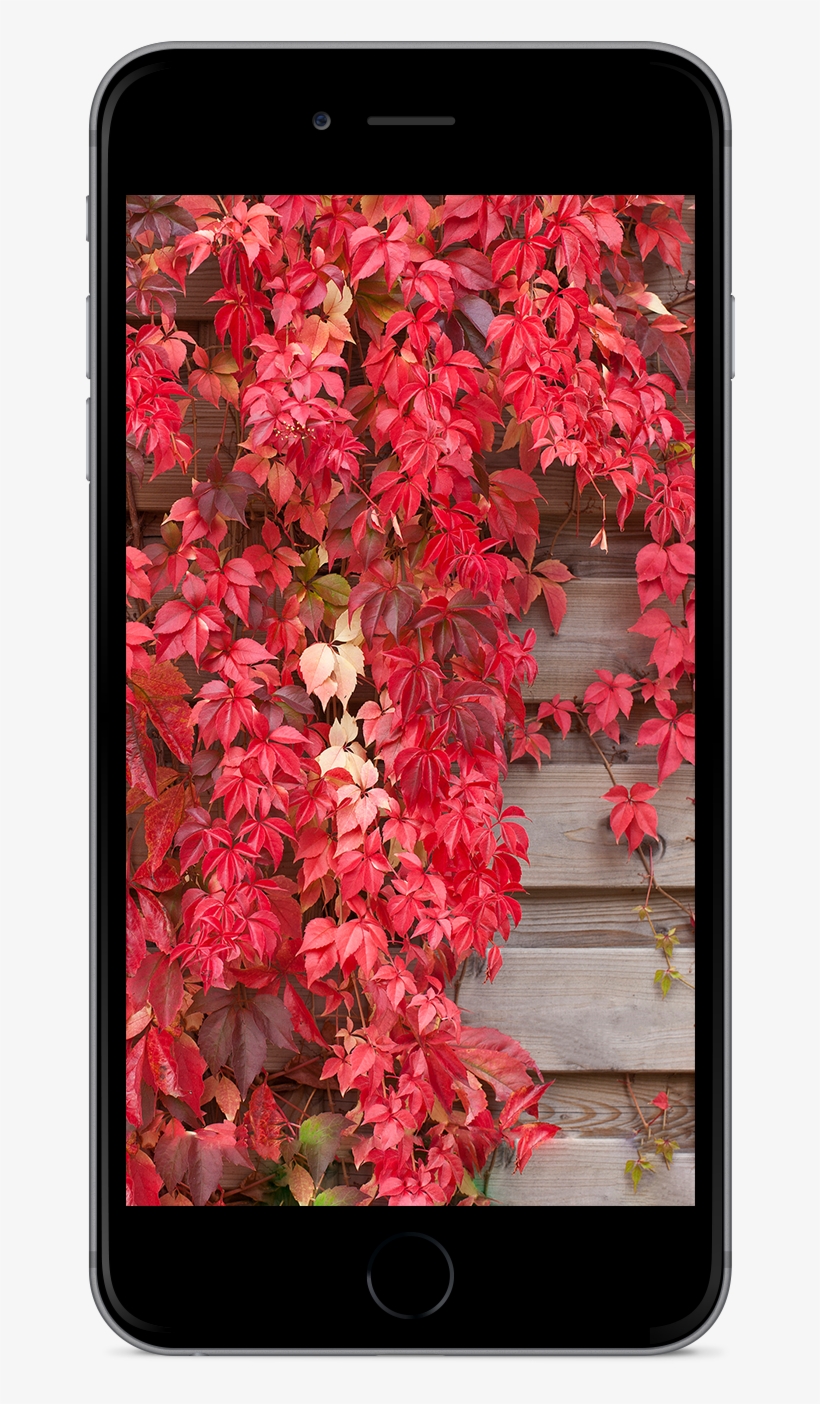 Ios 10 Home - Free Transparent PNG Download - PNGkey