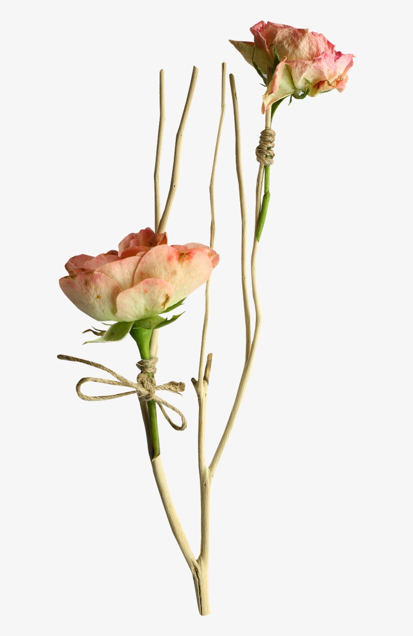 Long Stem Rose Png - Free Transparent PNG Download - PNGkey
