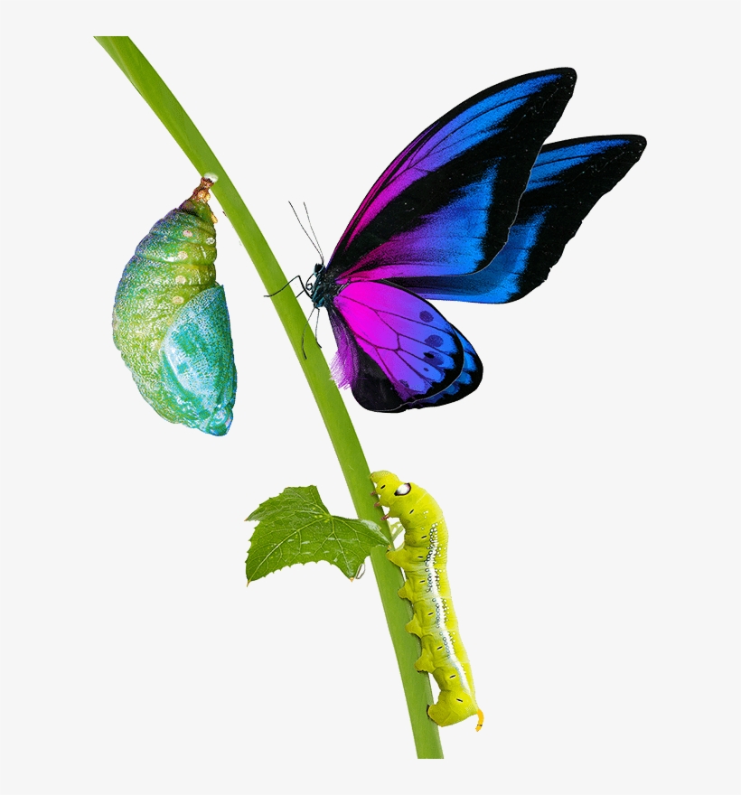 Business Transformation - Free Transparent PNG Download - PNGkey