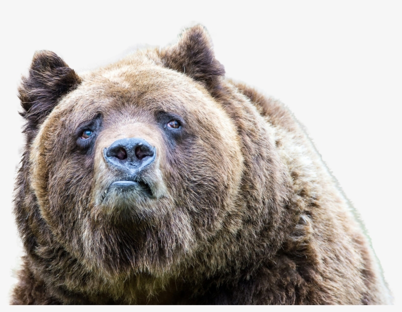 Animalsad Looking Bear - Animali Buffi - Free Transparent PNG Download ...