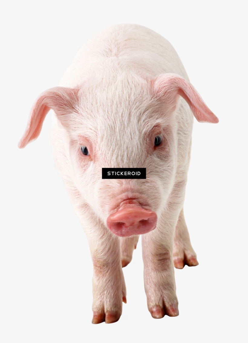 Pig - Free Transparent PNG Download - PNGkey