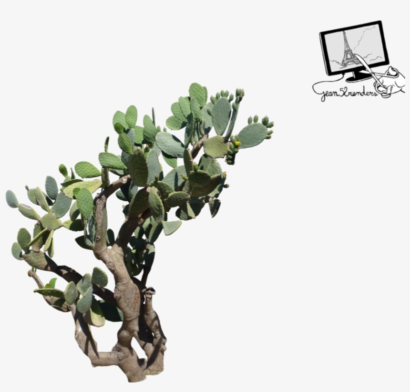 Fig Tree Png - Free Transparent PNG Download - PNGkey