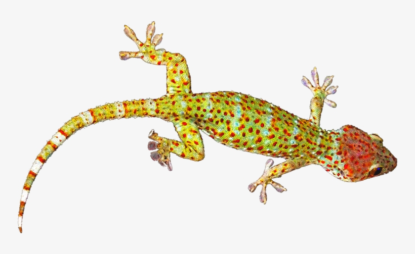 Geckos Transparent Images Png - Free Transparent PNG Download - PNGkey