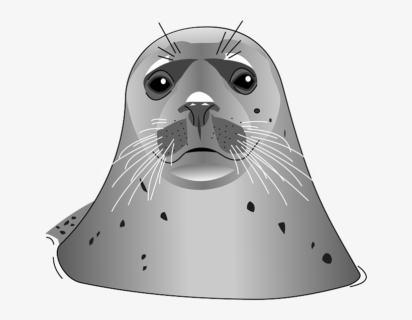 Seal Png - Free Transparent PNG Download - PNGkey
