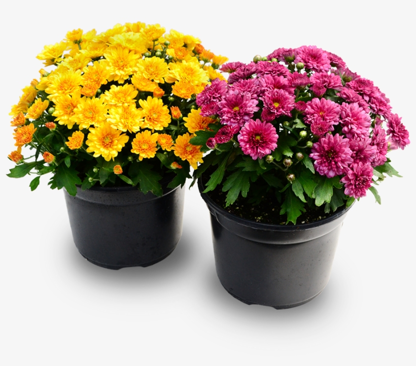 Mums - Free Transparent PNG Download - PNGkey