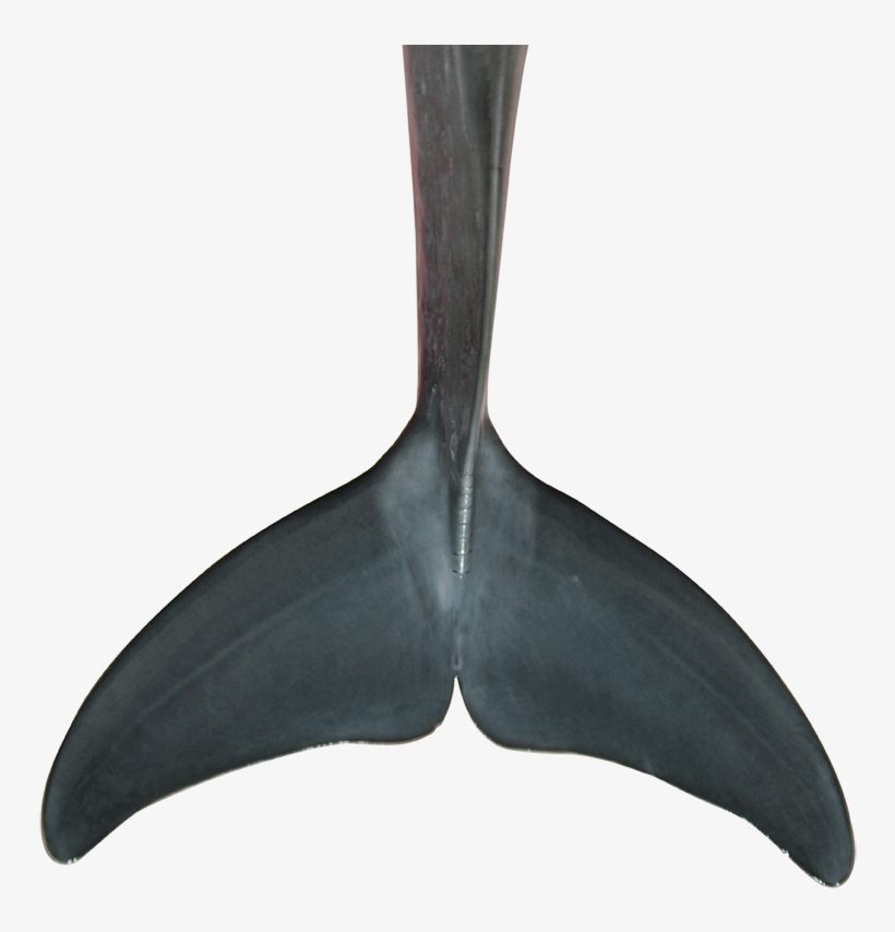 Fin Png - Free Transparent PNG Download - PNGkey