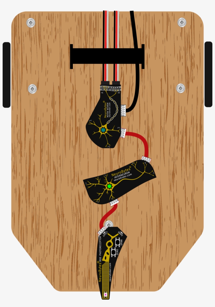 Timid - Svg - Free Transparent PNG Download - PNGkey