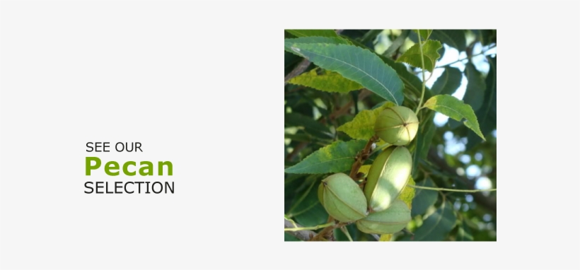 Nolin River Nut Tree Nursery - Nut Trees In Kentucky - Free Transparent ...