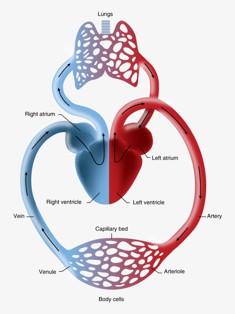 Veins And Venules - Venules In The Heart - Free Transparent PNG ...