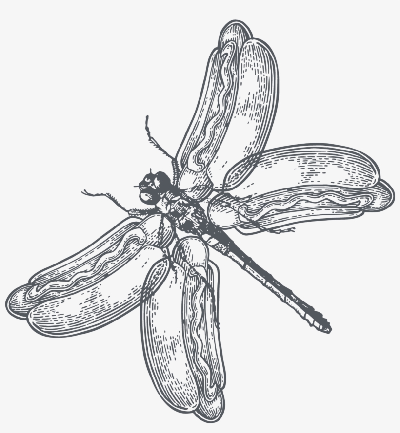 The Hopper Dragon Hotdog Fly - Free Transparent PNG Download - PNGkey