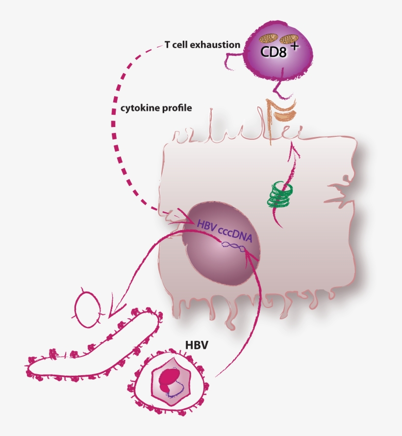 Trr179 Determinants And Dynamics Of Elimination Versus - Free ...