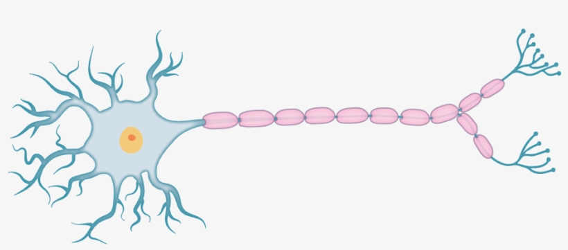 Neuron Png - Free Transparent PNG Download - PNGkey