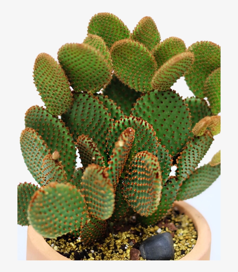 Owch - Free Transparent PNG Download - PNGkey