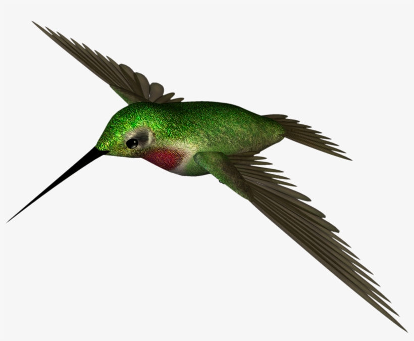Humming Bird Png - Free Transparent PNG Download - PNGkey