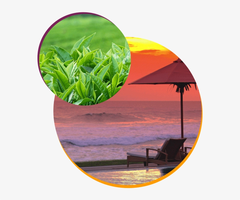 Smell Main Image - Free Transparent PNG Download - PNGkey