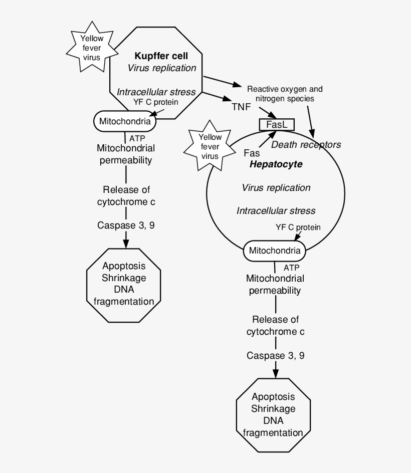 Virus Transparent Yellow Fever - Free Transparent PNG Download - PNGkey