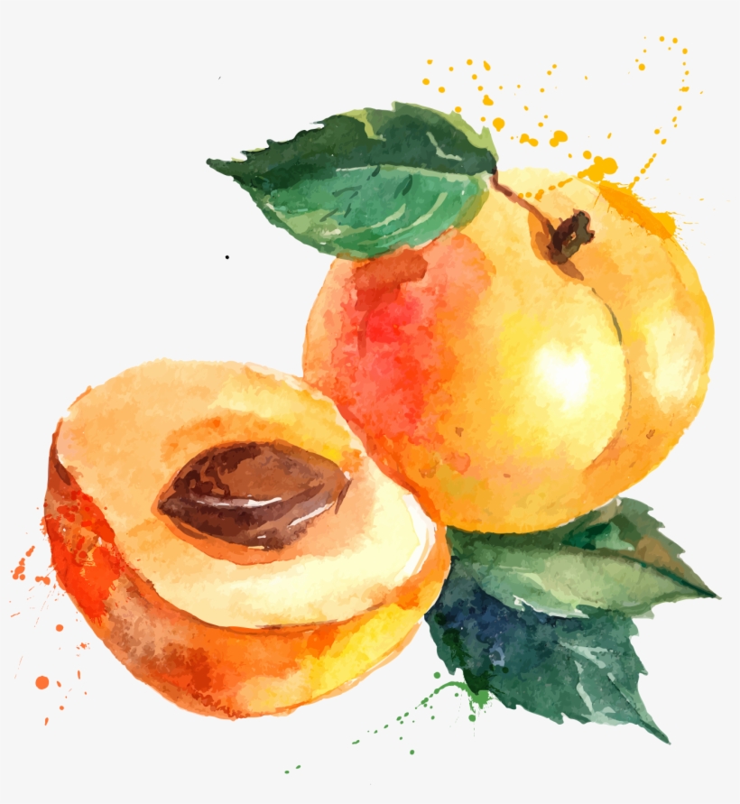 Svg Library Stock Eat Seasonably Eating Food Apricot - Apricot Fruit ...