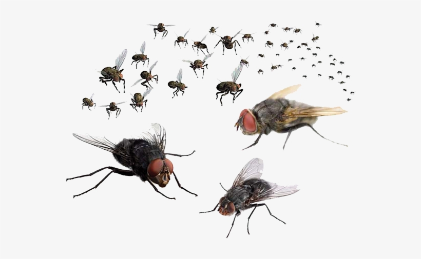 Fly Png Free Download - Flies Png - Free Transparent PNG Download - PNGkey