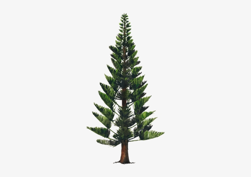 Pino Png - Free Transparent PNG Download - PNGkey