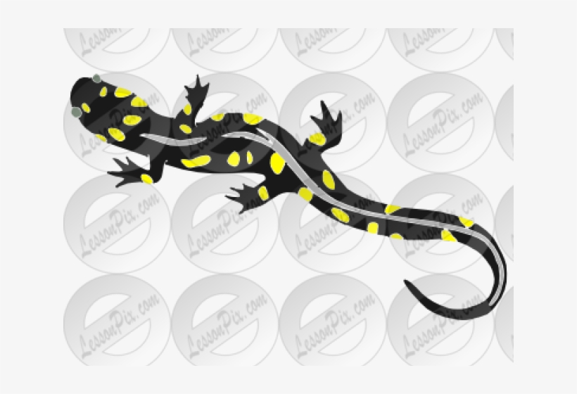 Amphibian Clipart Salamander - Free Transparent PNG Download - PNGkey