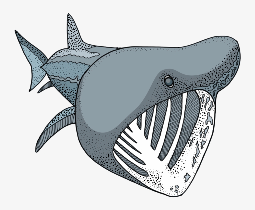 Basking Shark - Free Transparent PNG Download - PNGkey