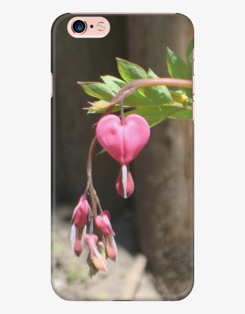 Bleeding Heart - Free Transparent PNG Download - PNGkey