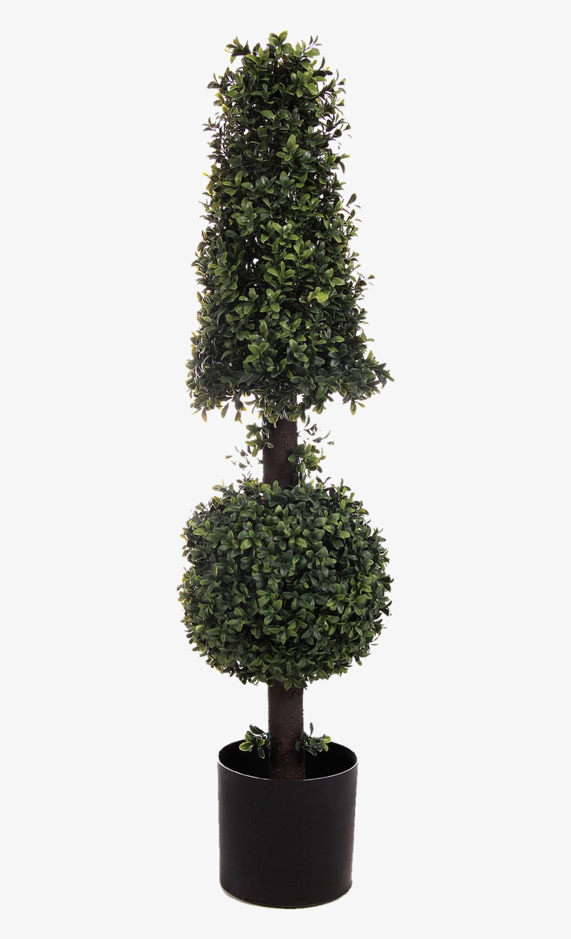 Boxwood Png - Free Transparent PNG Download - PNGkey