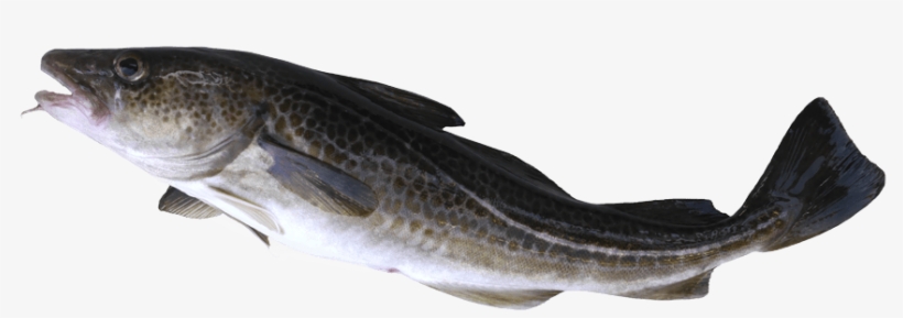 Cod - Pacific Cod - Free Transparent PNG Download - PNGkey